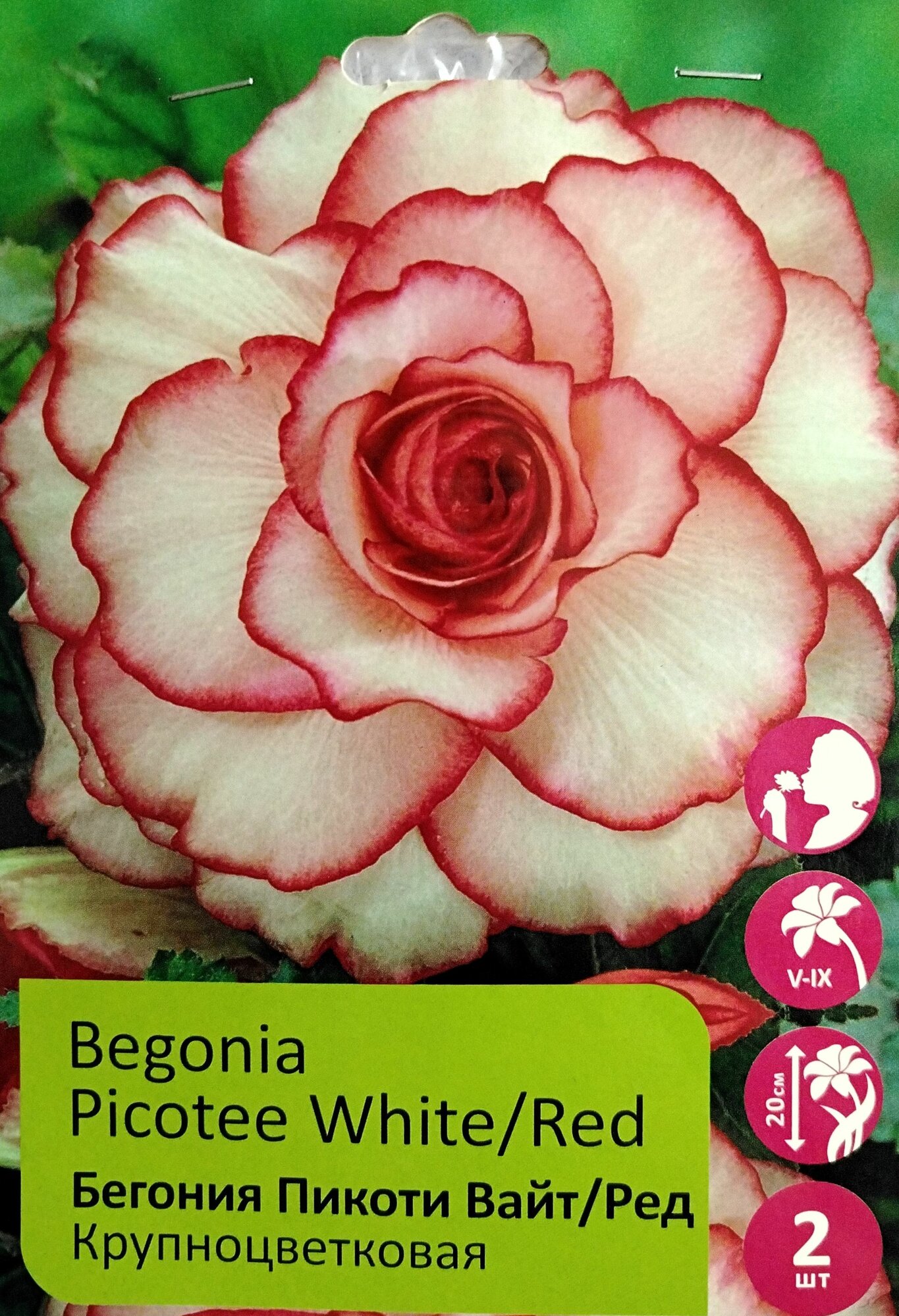 Бегония "Пикоти Вайт/Ред" Крупноцветковая