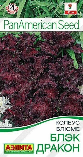 Колеус "Блюме Блэк Дракон" Многолетник "Аэлита"