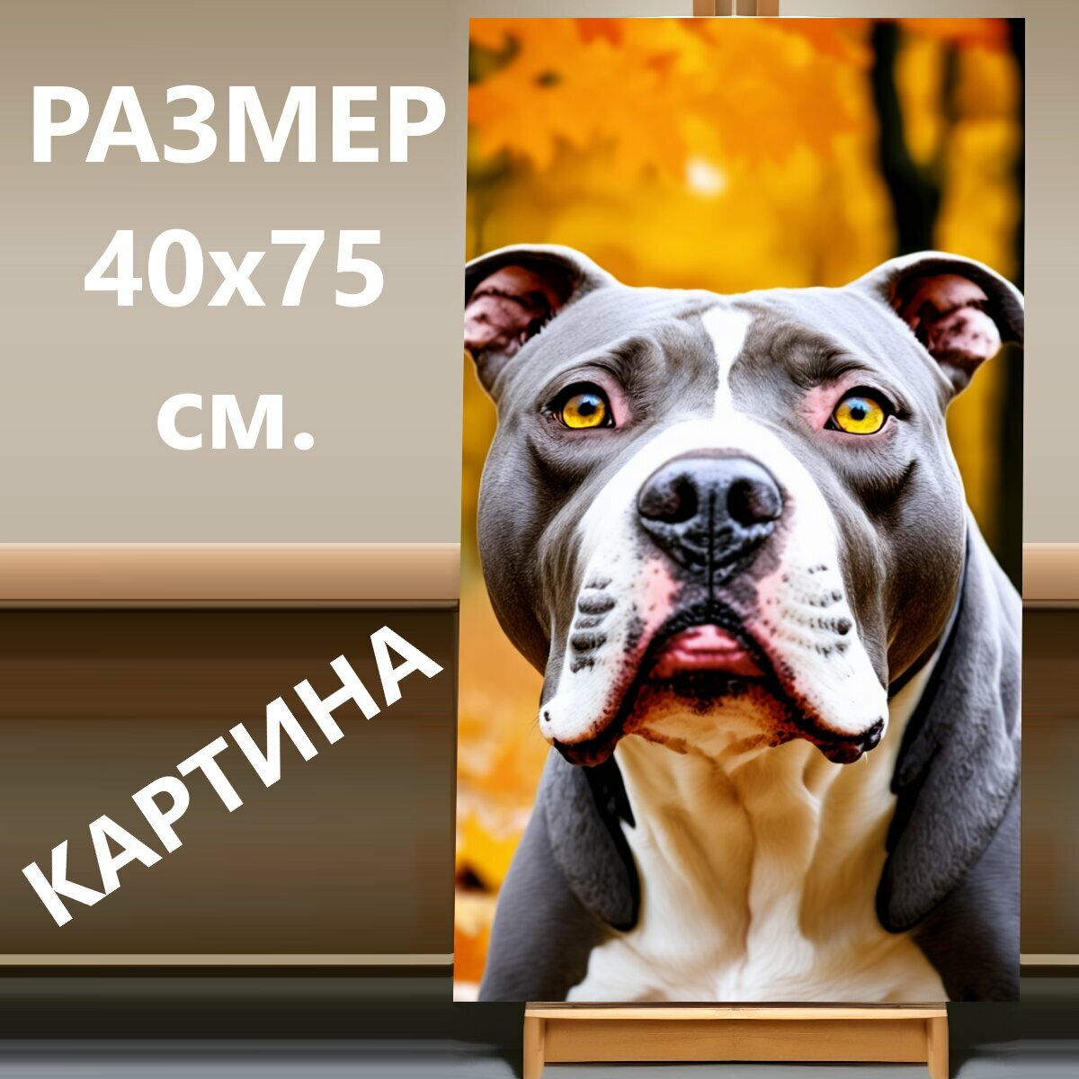 Картина на холсте "Крупный план головы собаки породы питбуль с серо-белым окрасом, виляющими ушами и пронзительными желто-коричневыми глазами." на подрамнике 75х40 см. для интерьера