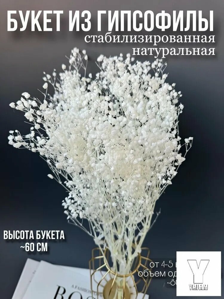 Стабилизированные цветы Гипсофила, 75 см, 80 гр