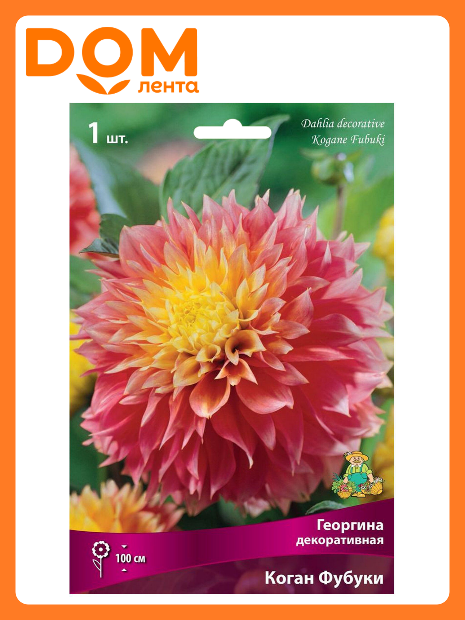 Клубень Георгины поиск Коган Фубуки