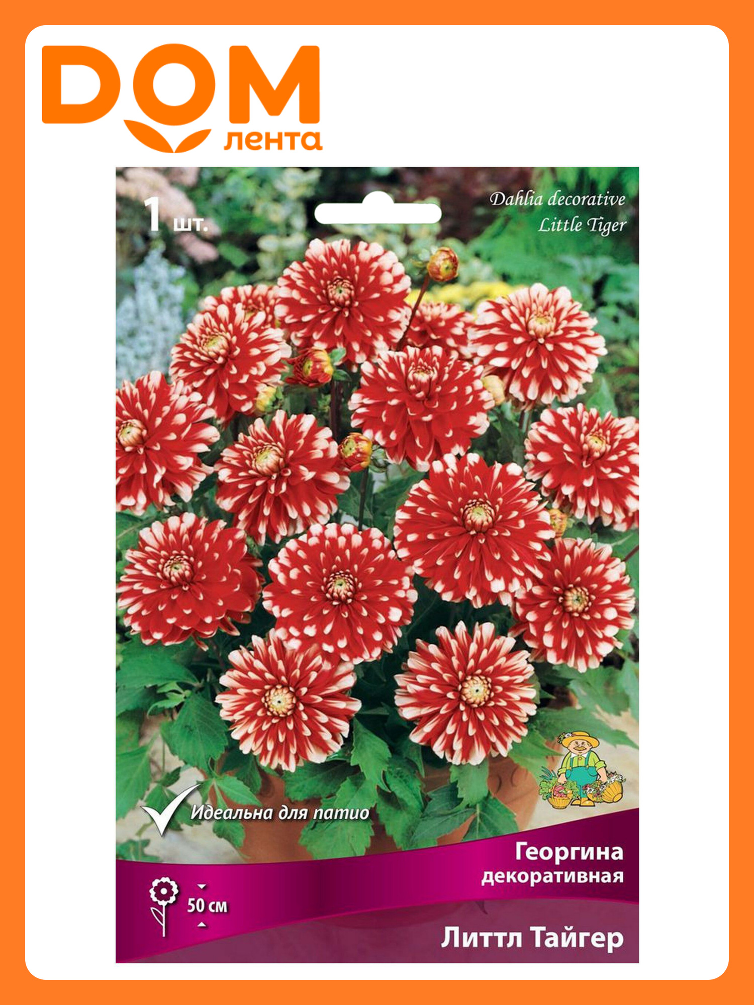 Клубень георгины поиск Литтл Тайгер 1 шт