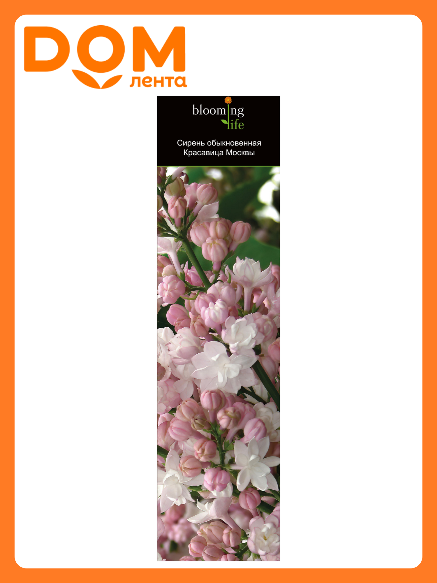 Растение Сирень красавица москвы 851850 1 шт