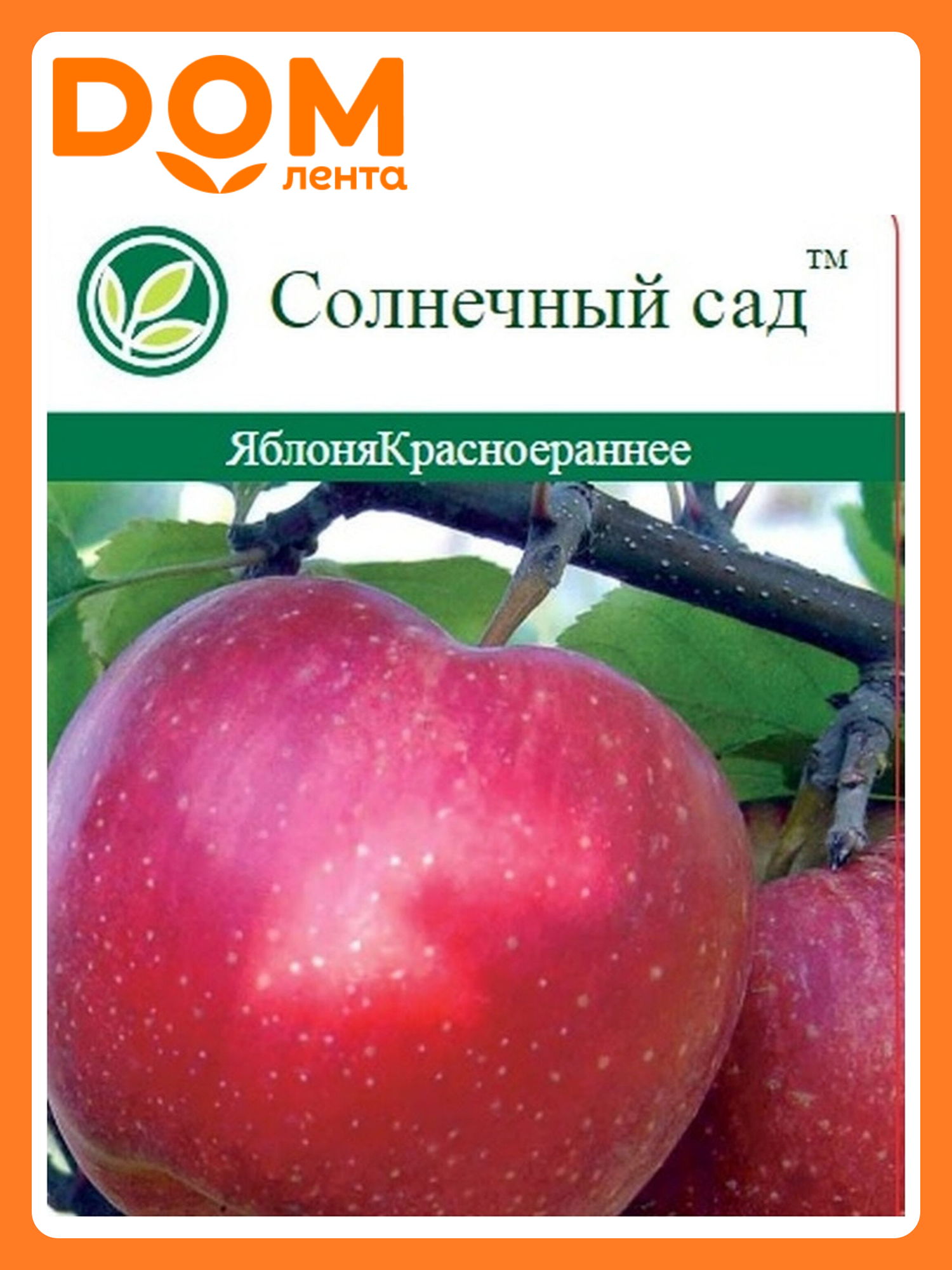 Саженец яблони Красное раннее, С7, Н160, многолетнее, лиственное, 1 шт