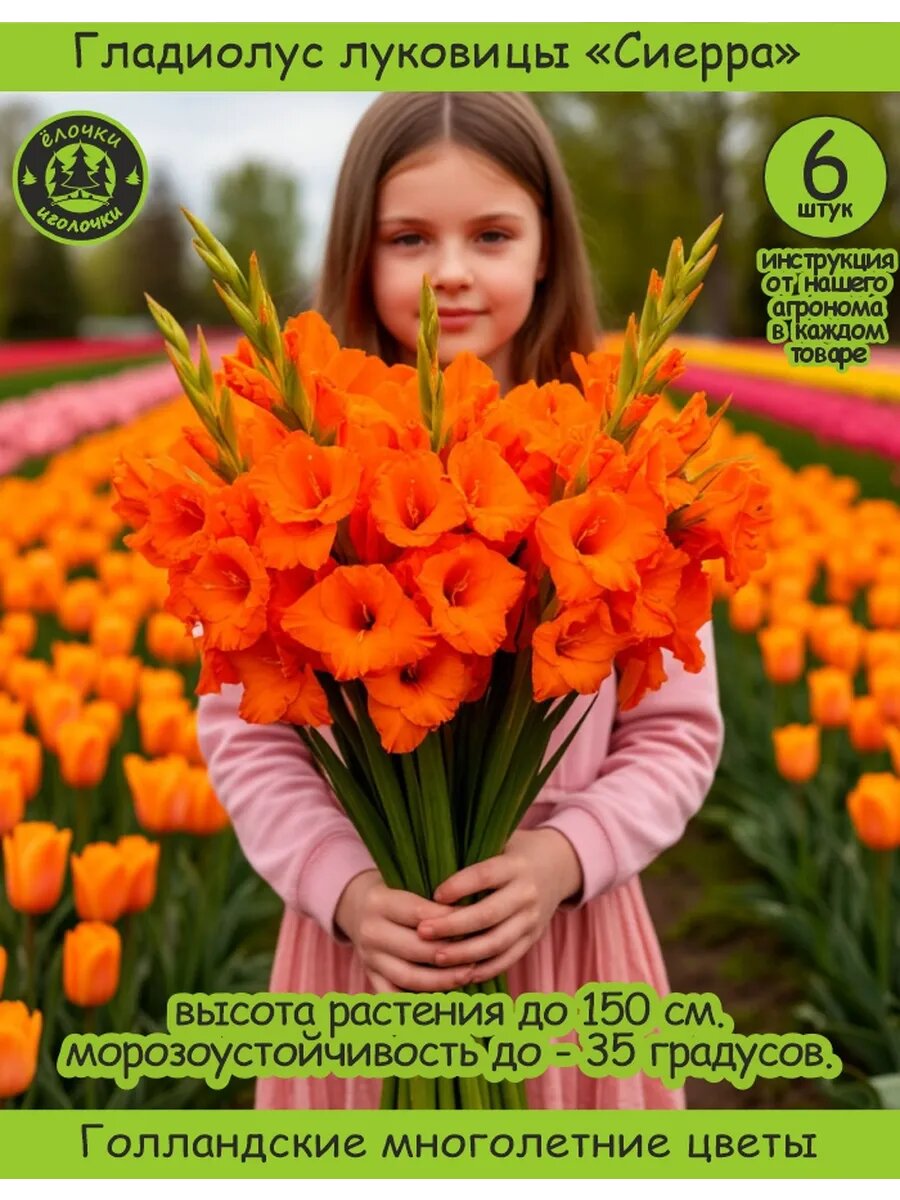 Гладиолус Луковица, сиерра крупные, 6шт