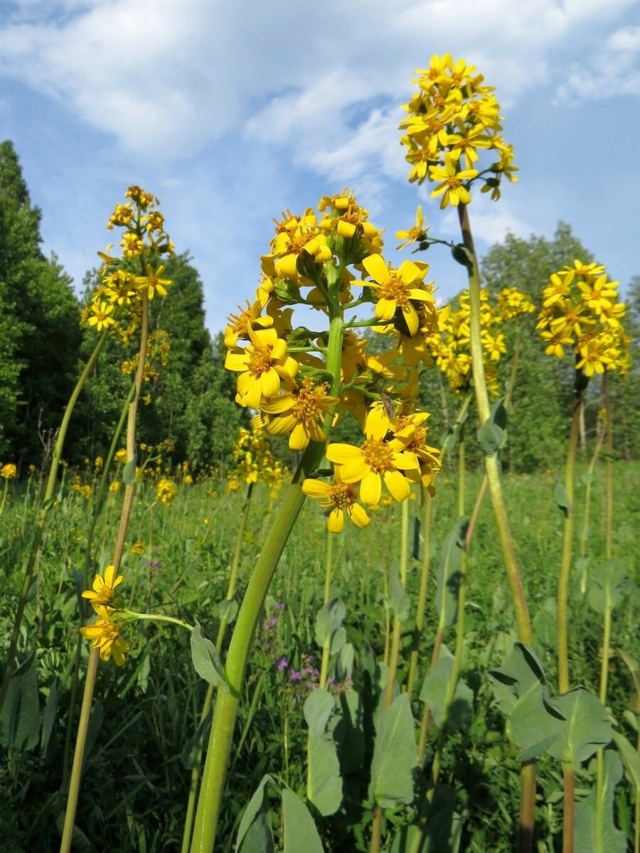 Семена Бузульник сизый (Ligularia glauca), 25 штук