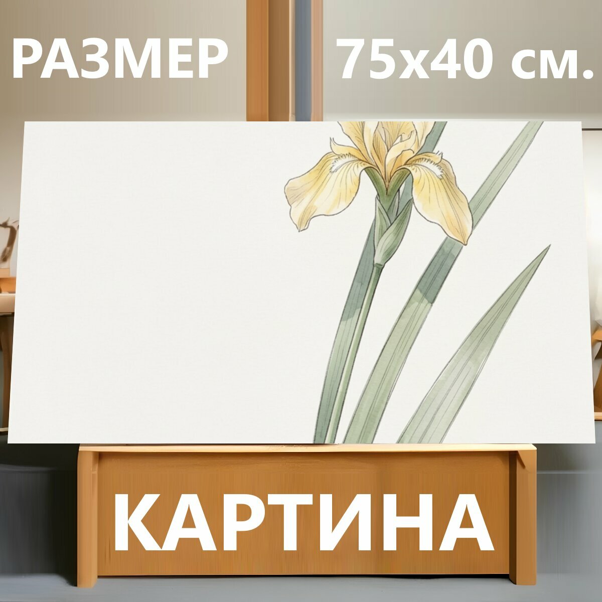 Картина на холсте "Жёлтый ирис с листьями. Нежный ботанический рисунок: одиночный цветок в пастельных кремово-жёлтых оттенках с длинными." на подрамнике 75х40 см. для интерьера