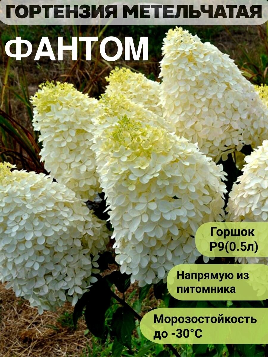 Гортензия метельчатая Фантом