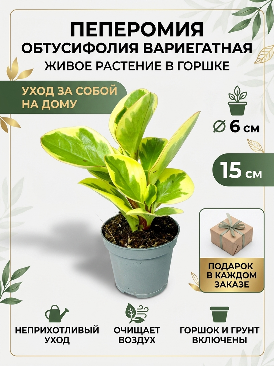 Пеперомия Обтусифолия вариегатная живое комнатное растение в горшке диаметром 6 см высота 15 см