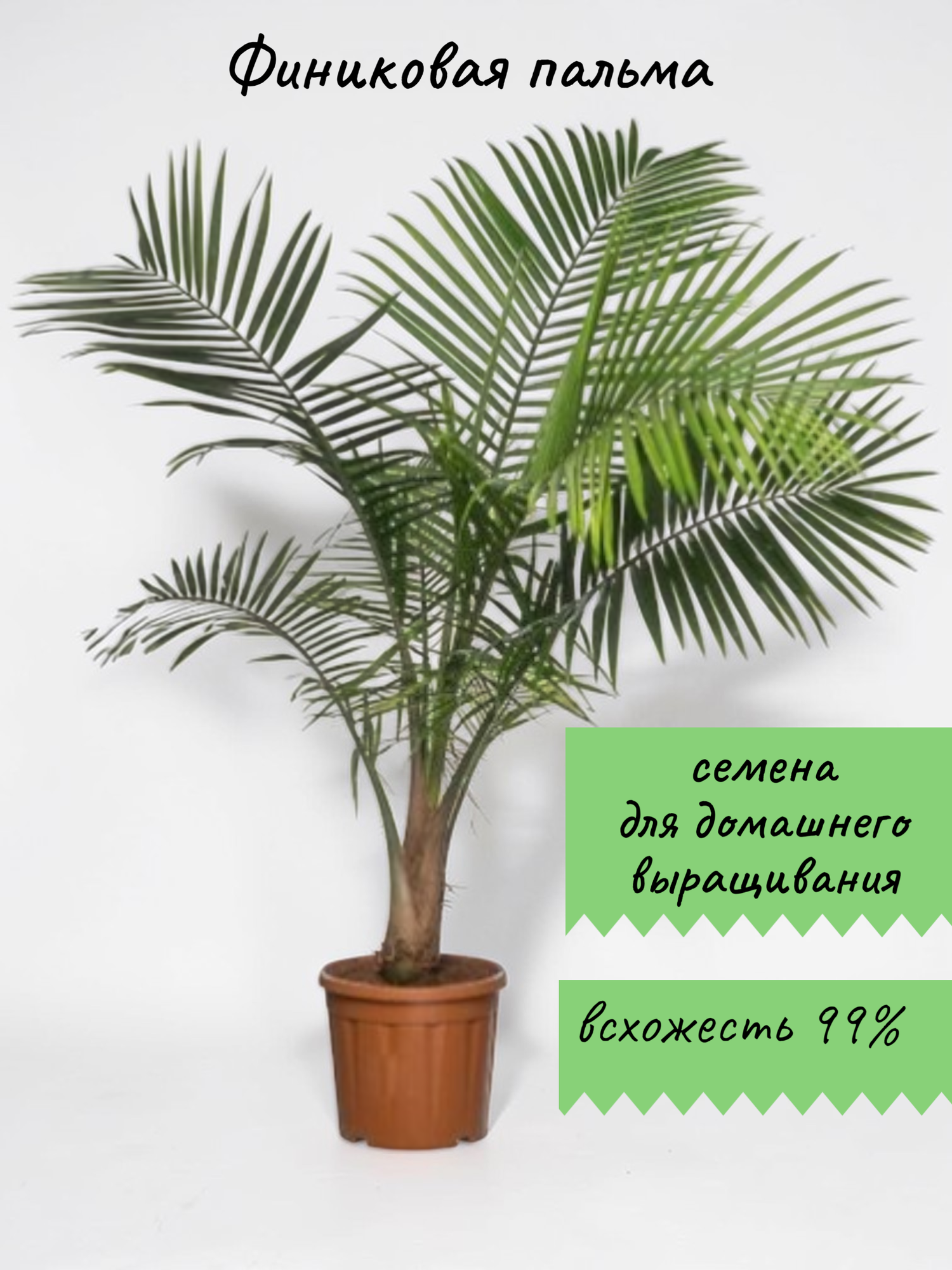 Финиковая пальма, семена 5 шт.