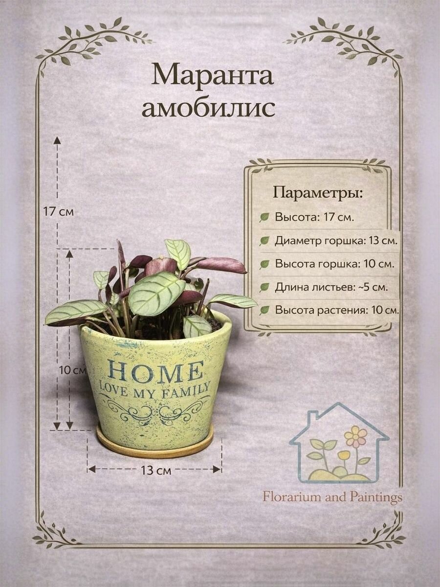 Комнатное растение Maranta Leuconeura Amabilis Mint (Маранта Амабилис минт ), в техническом горшке