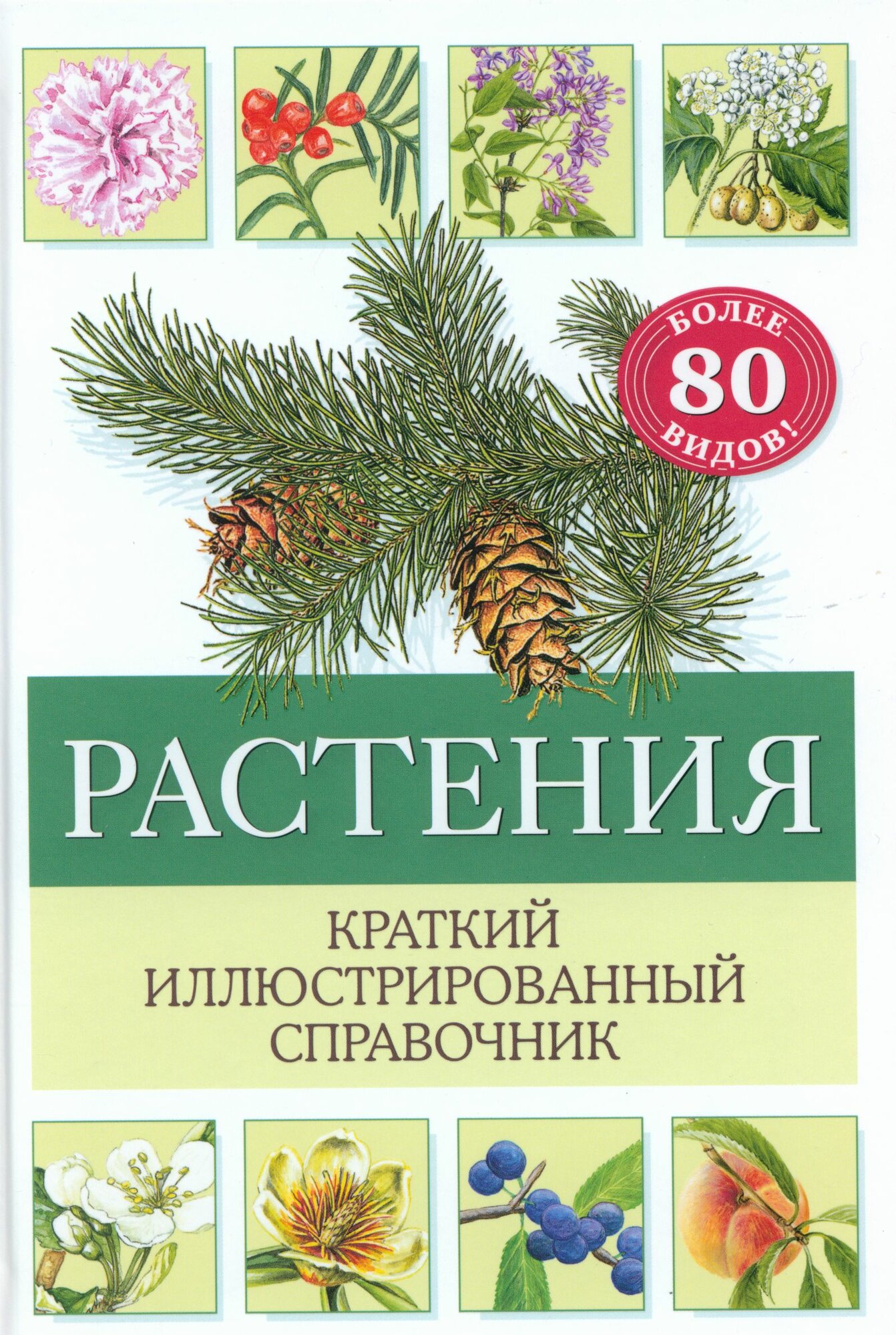АтласыИЭнциклопедии Растения. Краткий иллюстрированный справочник (Хольгер Х.), (Эксмо, 2024), 7Бц, c.112