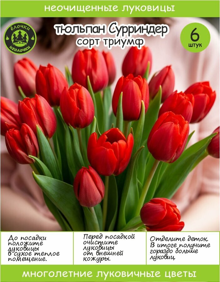 Тюльпан Луковица, Суррендер, 6 шт