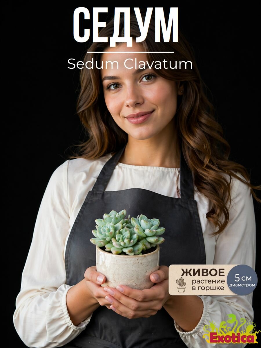 Седум Булавовидный (Sedum Clavatum) D5см, комнатный цветок