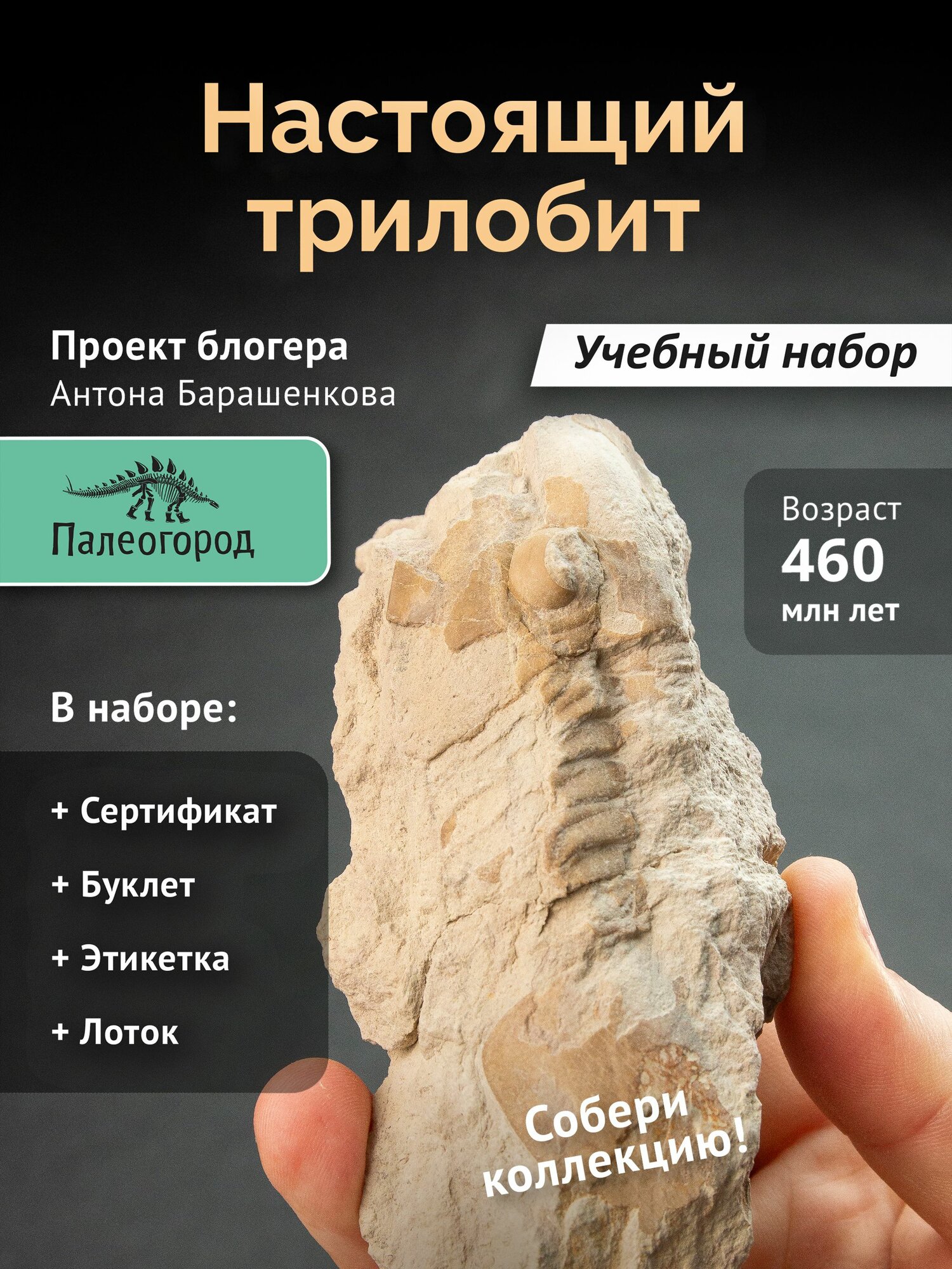 Набор палеонтолога (образец №572). Трилобит Pseudoasaphus sp. VF. Необычный подарок мальчику, девочке, подростку. Опыты и раскопки.