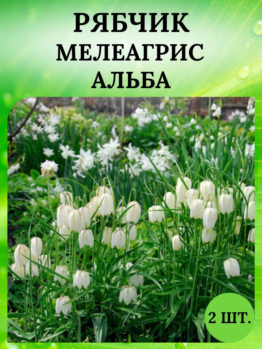 Рябчик императорский, луковицы 2 штуки