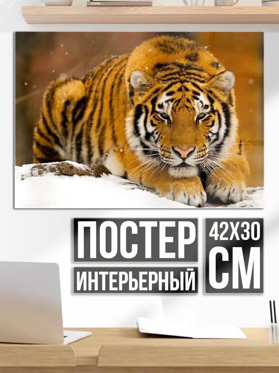 Плакат постер Тигр в снегу