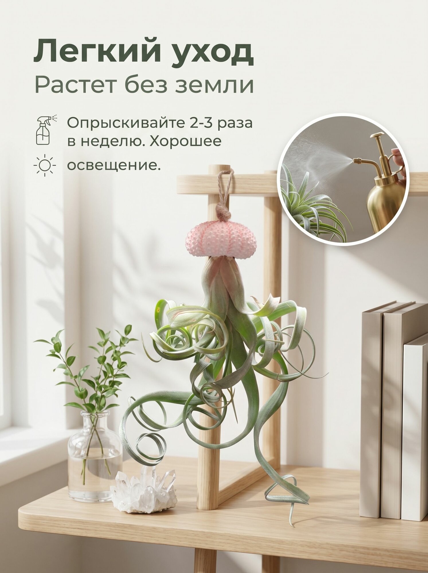 Воздушная тилландсия растение для дома офиса настольный декор комнатное растение офисный декор живой декор