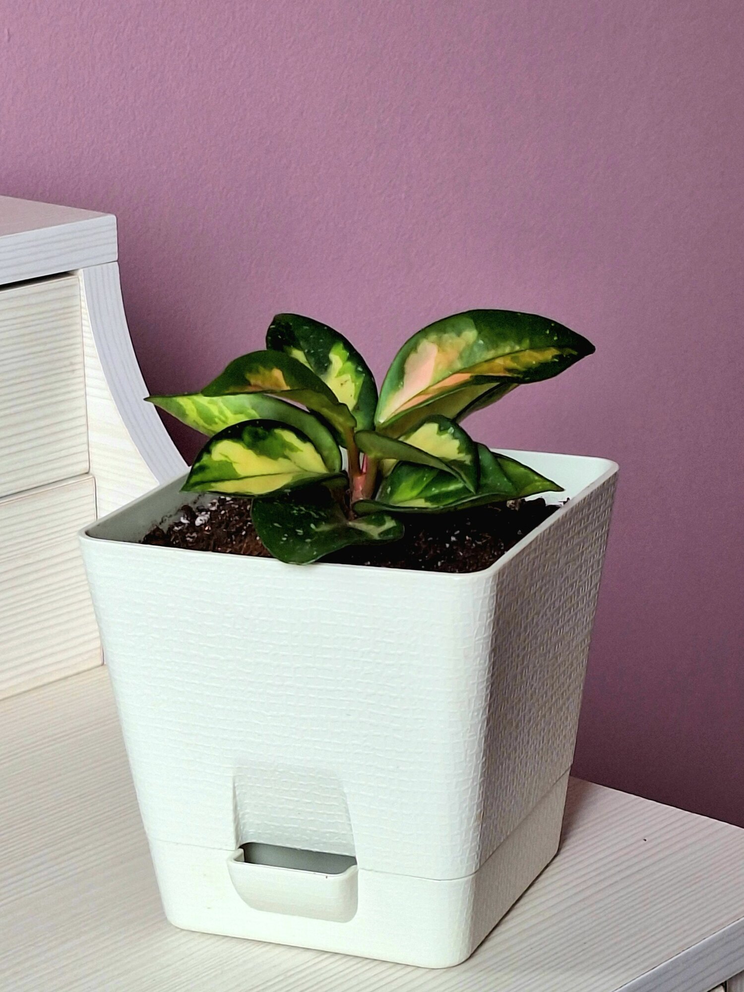 Хойя Аустралис Лиза Hoya Australis Lisa d12