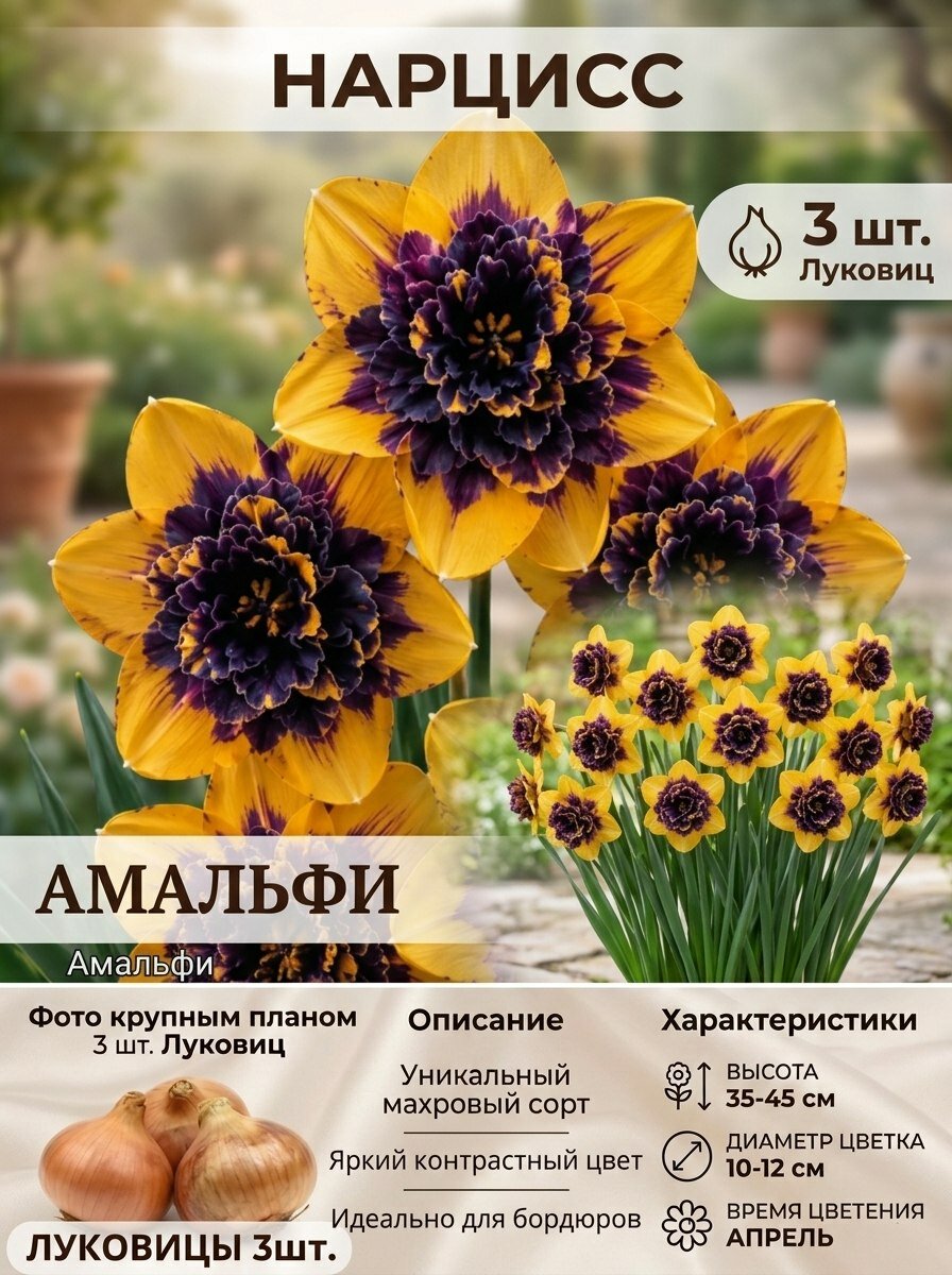 Нарцисс луковицы Амальфи 3шт
