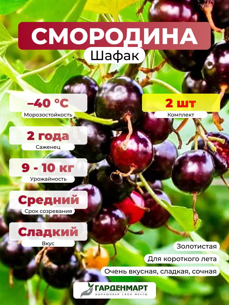 Саженец Смородина золотистая для короткого лета Шафак, комплект 2 шт.