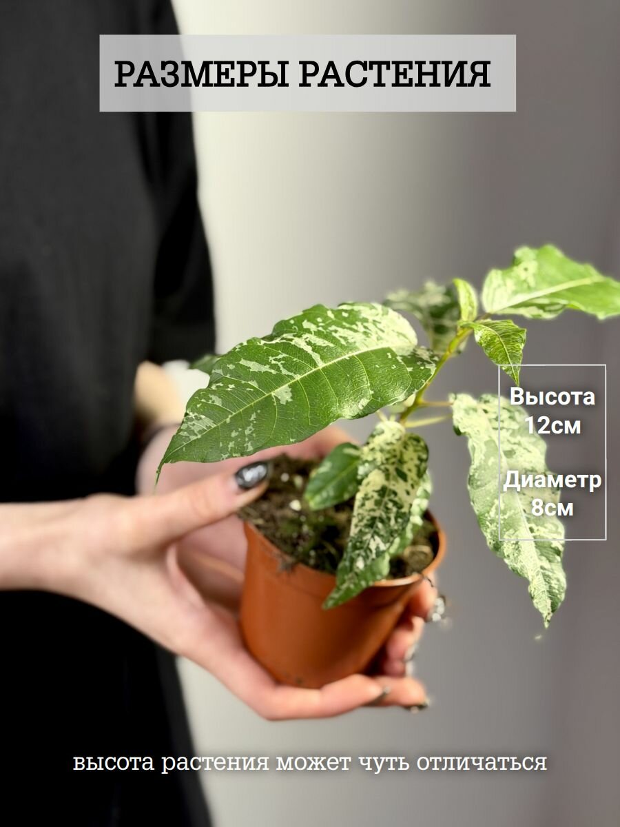 Фикус Сноушторм (Ficus Snowstorm) D10см, домашний цветок — фото 1