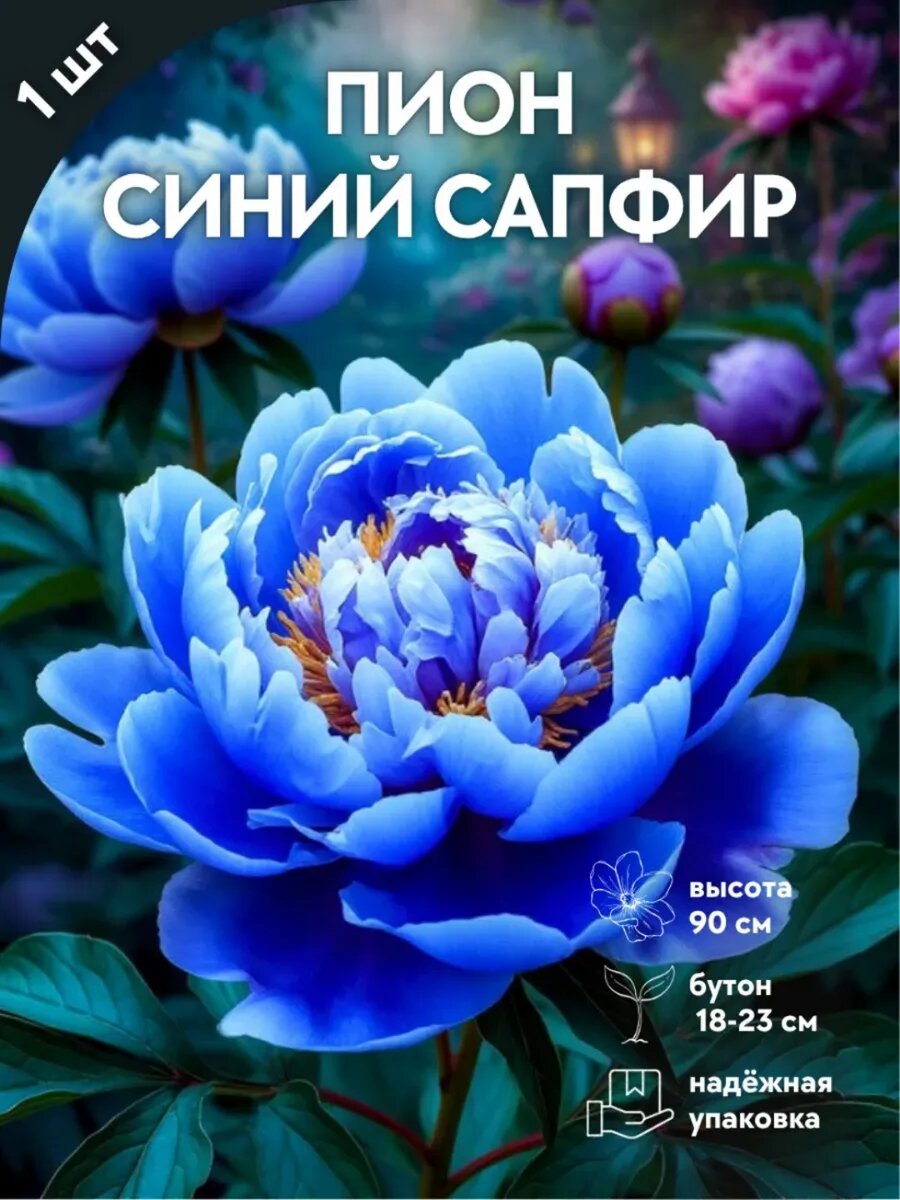 Многолетний пион синий сапфир