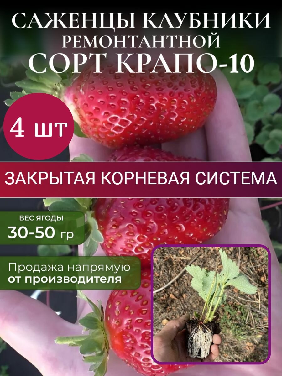 Саженцы клубники с закрытой корневой системой 4 шт ЗКС рассада