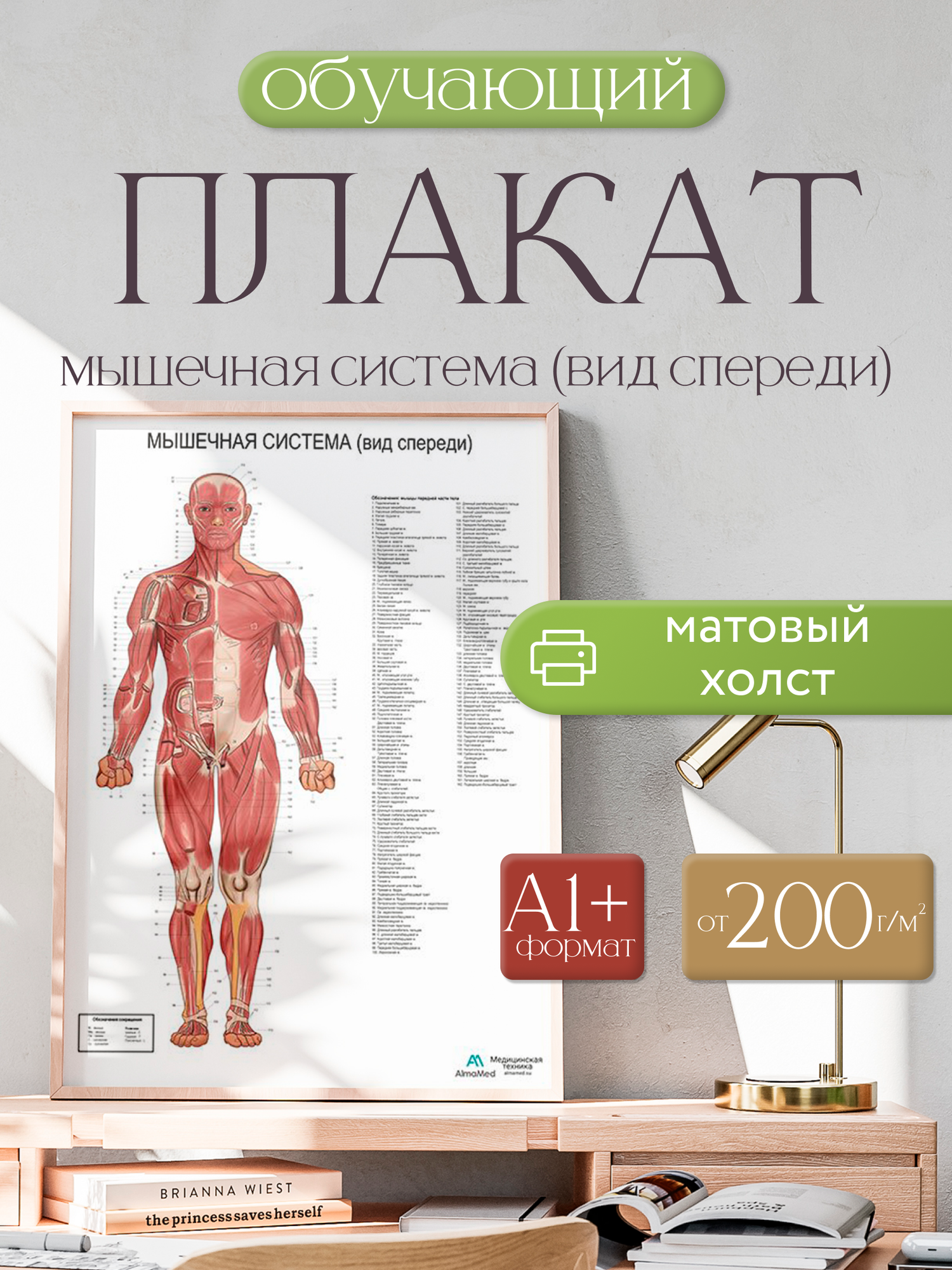 Мышечная система человека, вид спереди. Плакат, матовый холст от 200 г/кв. м, размер A1+