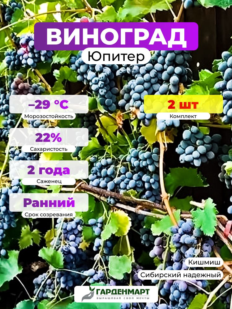 Саженец морозостойкий Виноград Кишмиш Юпитер, комплект 2 шт.