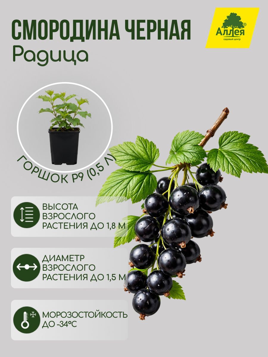 Смородина черная Radica P9