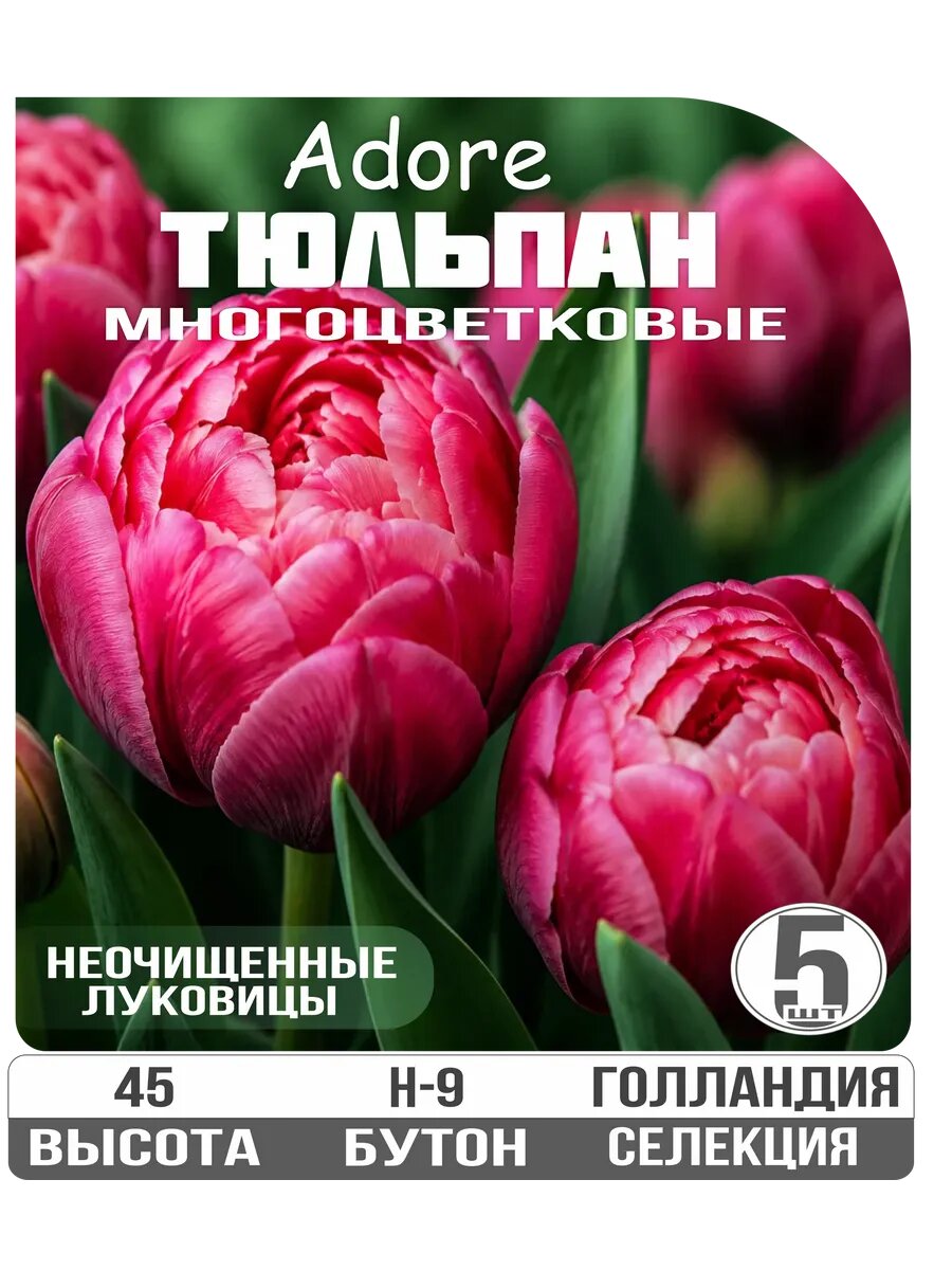 Тюльпаны луковицы многоцветковый Адоре 5шт неочищенные