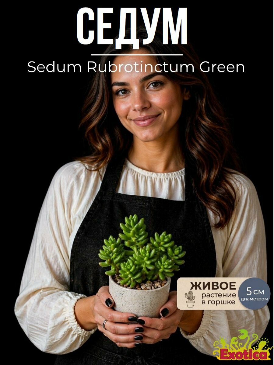 Седум Рубротинктум Грин (Sedum Rubrotinctum Green) D5см, живой цветок