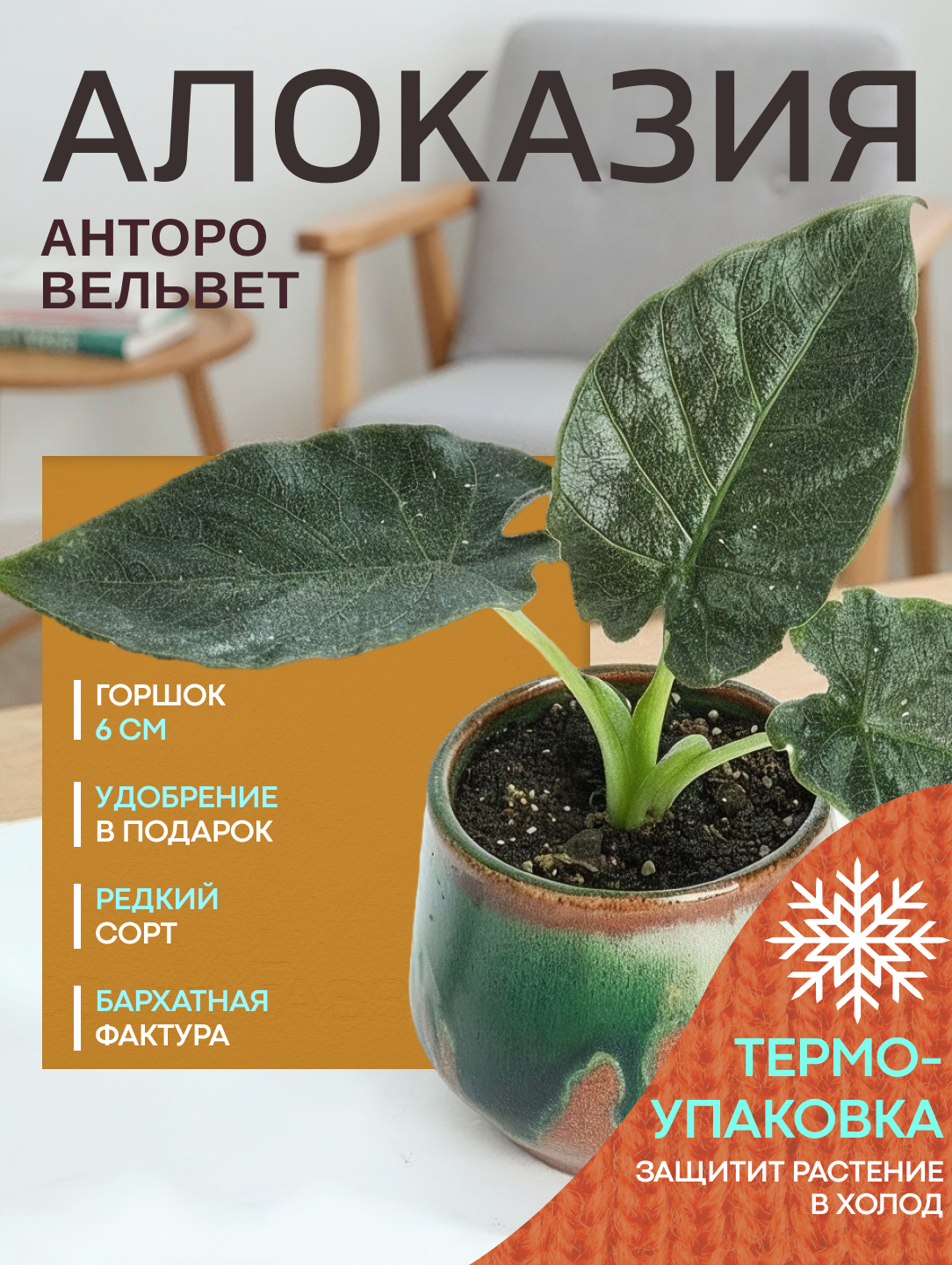 Алоказия Анторо Вельвет Живое комнатное растение