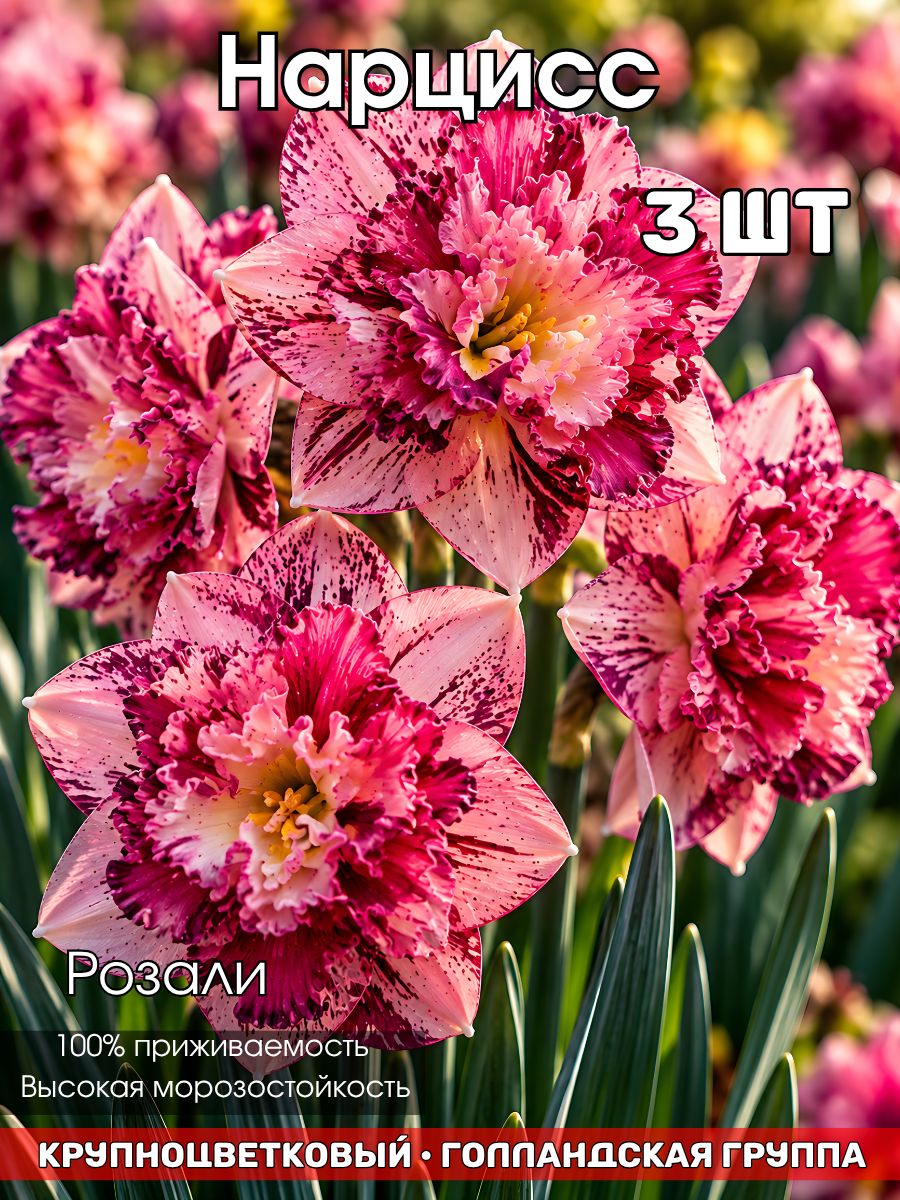 Нарцисс Розали луковицы 3 шт