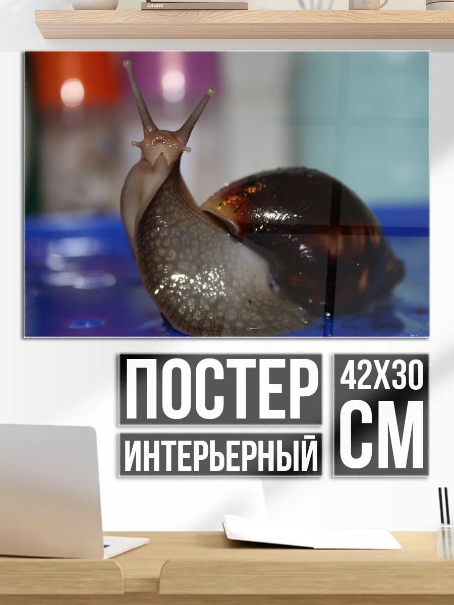 Плакат постер улитка на синем