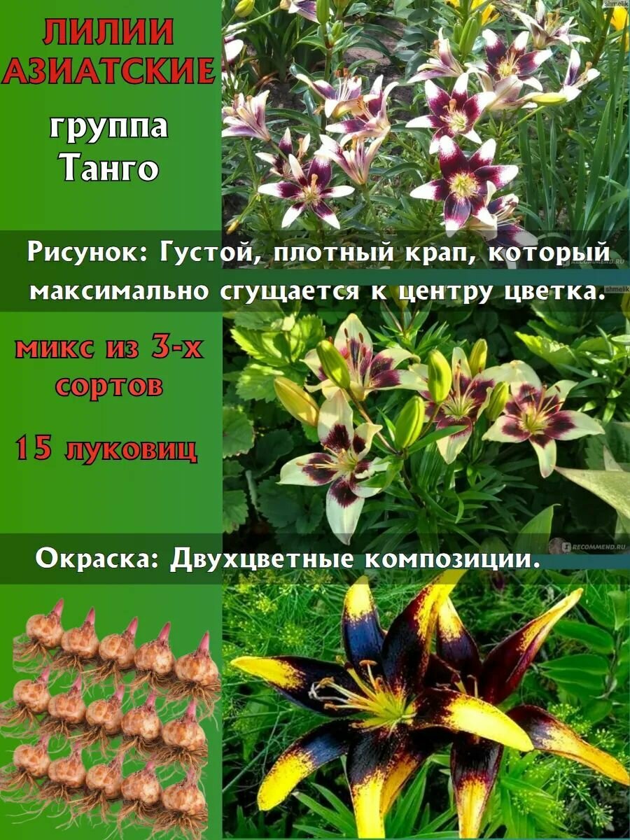 Лилии азиатские, группа Танго, 3 сорта по 5 шт.