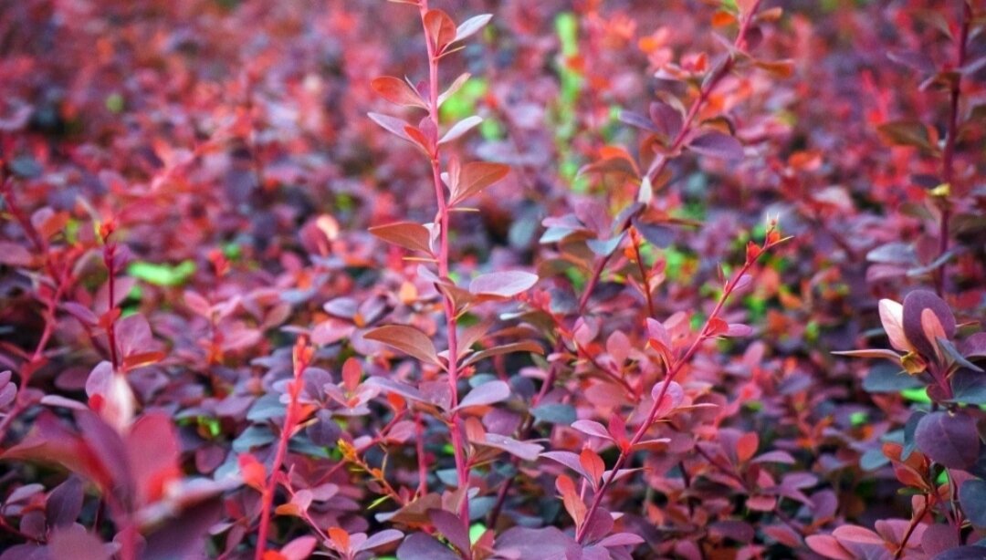 Барбарис тунберга Атропурпуреа Нана (Atropurpurea Nana), 20-30, C3