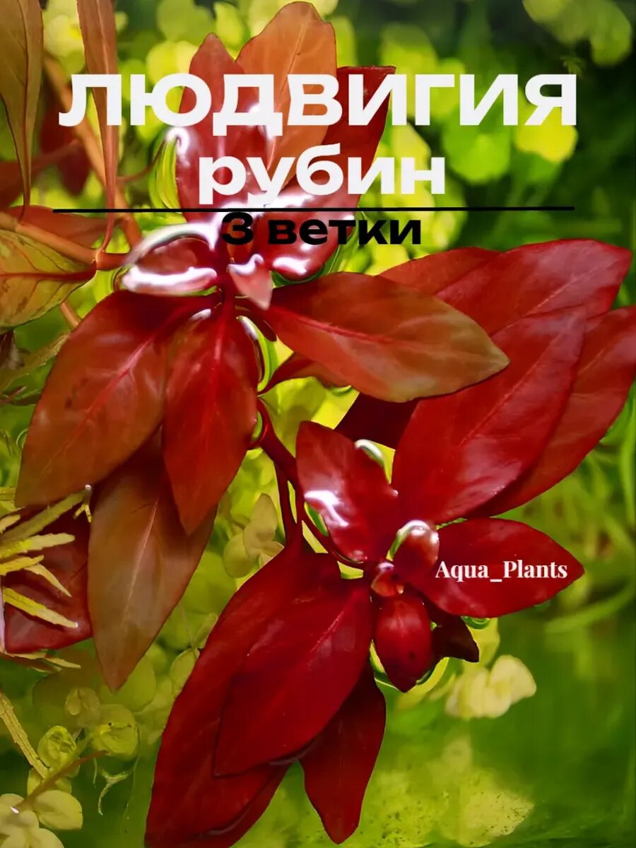 Людвигия ползучая рубин - Ludwigia repens rubin (3 ветки 10-15см).