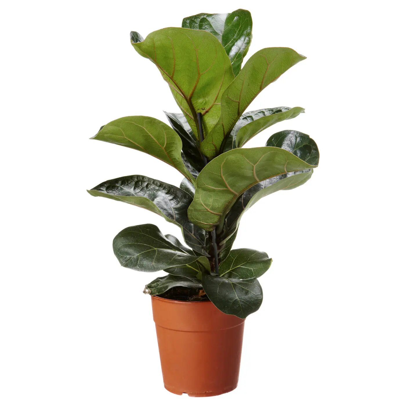 Комнатное растение в горшке FICUS LYRATA, фикус лировый, 14 см