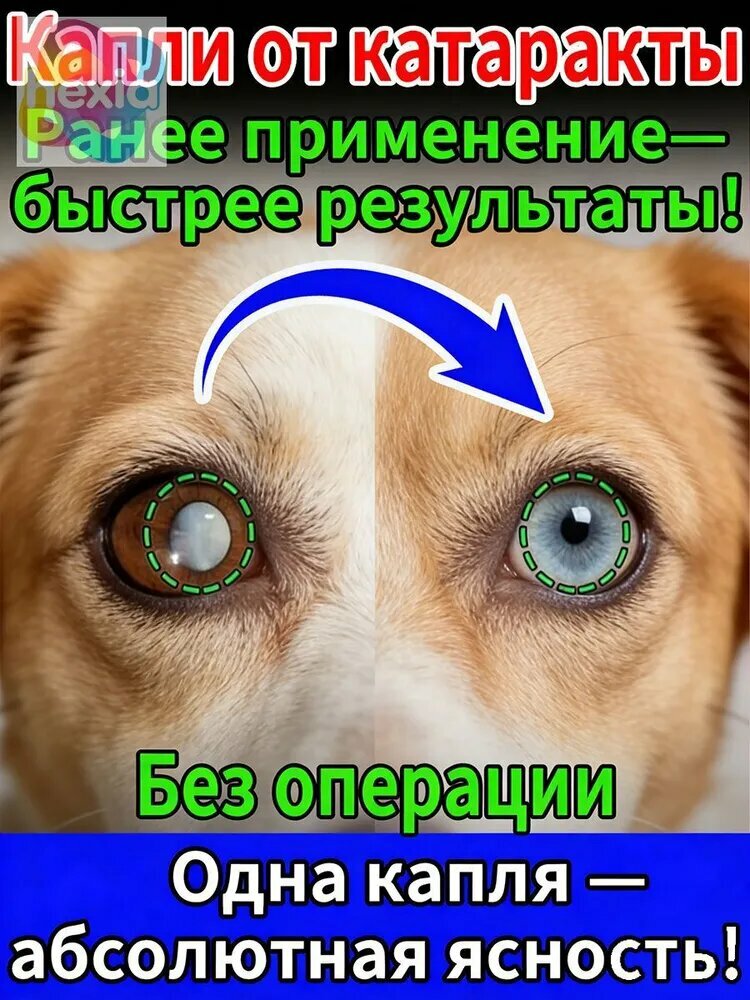 Глазные Японские капли от катаракты глаукомы и собаки кошки