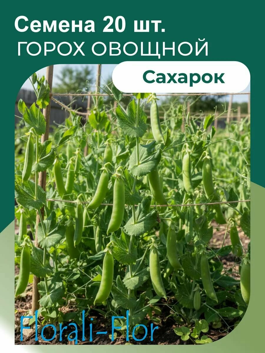Горох Овощной Семена