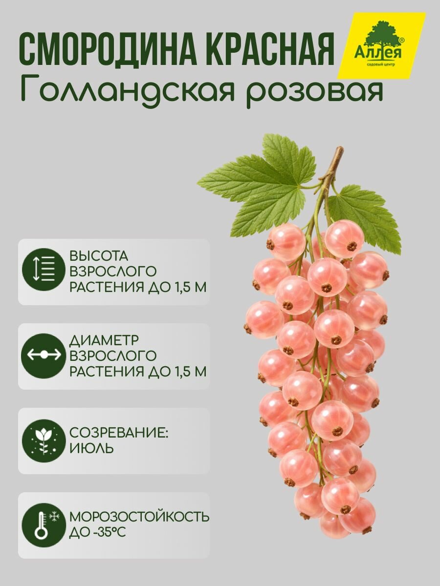 Смородина красная Gollandskaya Rozovaya P9