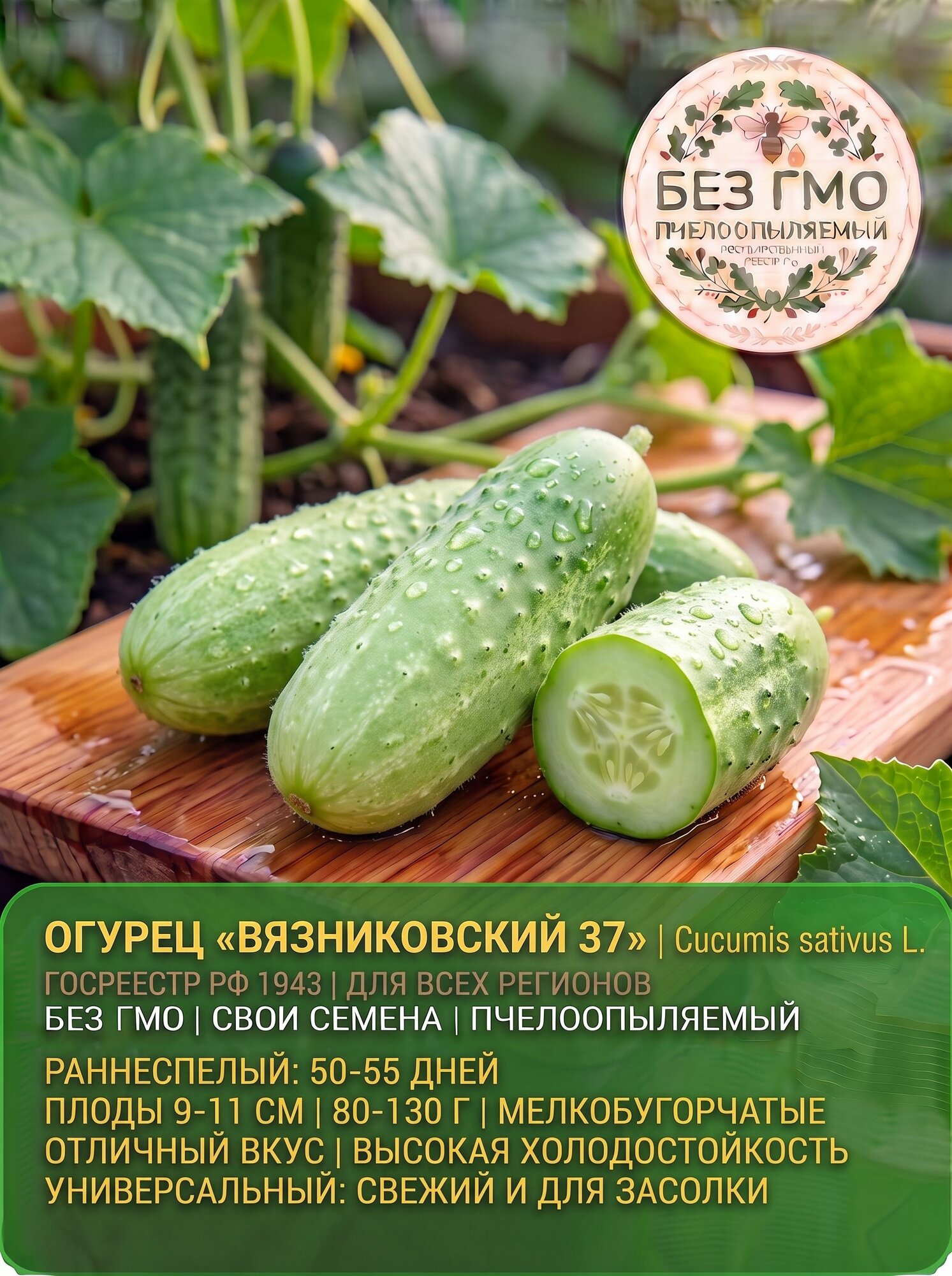 Семена Огурец 'Вязниковский 37' Cucumis sativus Госреестр 1943 Раннеспелый 50-55 дн без ГМО 0,2 г