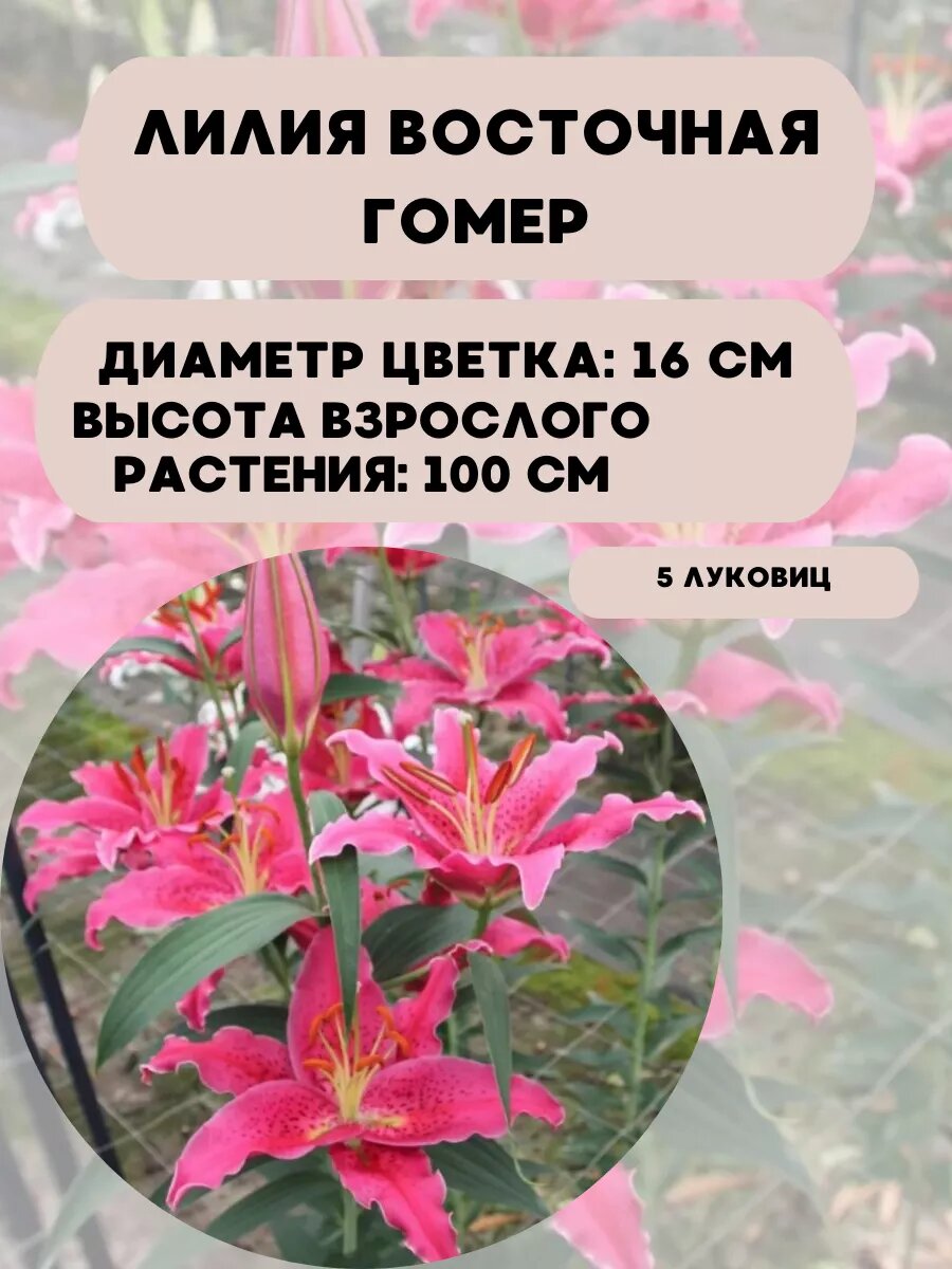 Лилия азиатская; Лилия махровая; Лилия от-гибрид