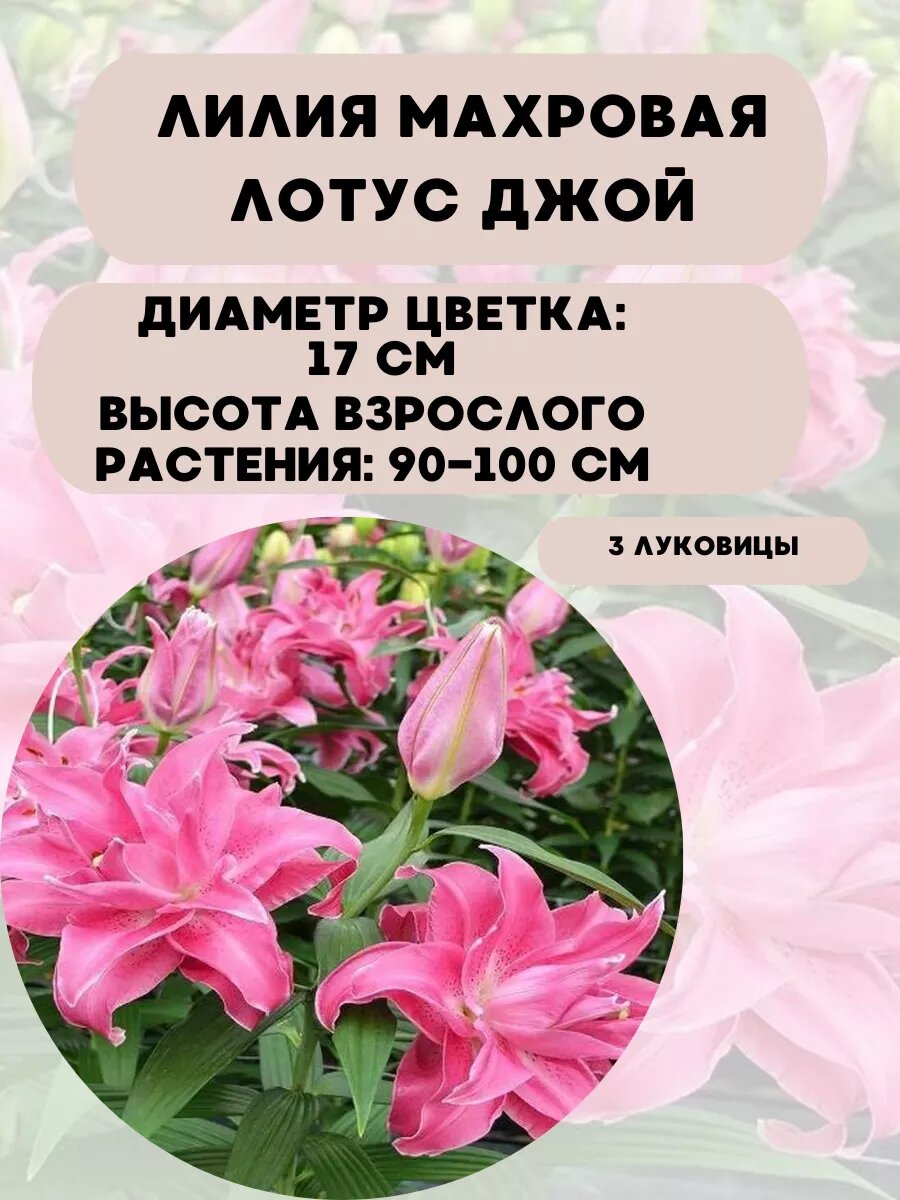 Лилия махровая; Луковицы лилий