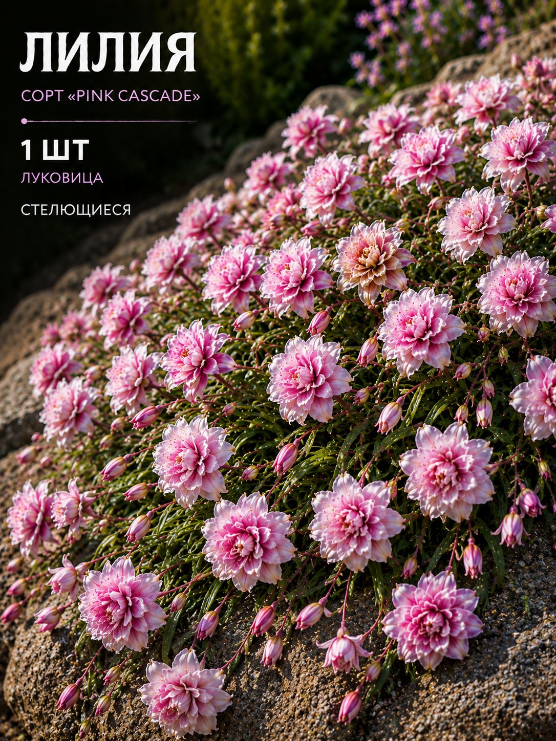 Лилии луковицы многолетние крупные 1шт