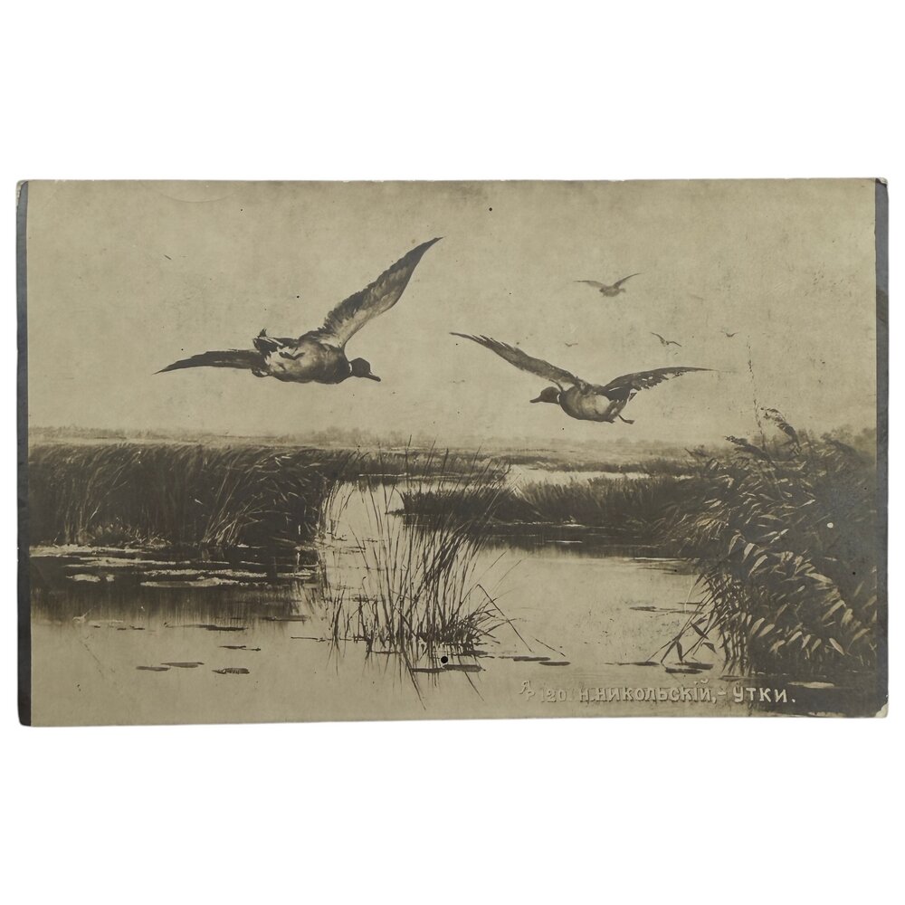 Почтовая открытка "Никольский - Утки" 1900-1917 гг. Российская Империя