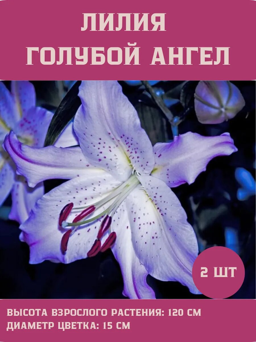 Многолетние растения . Луковицы лилий