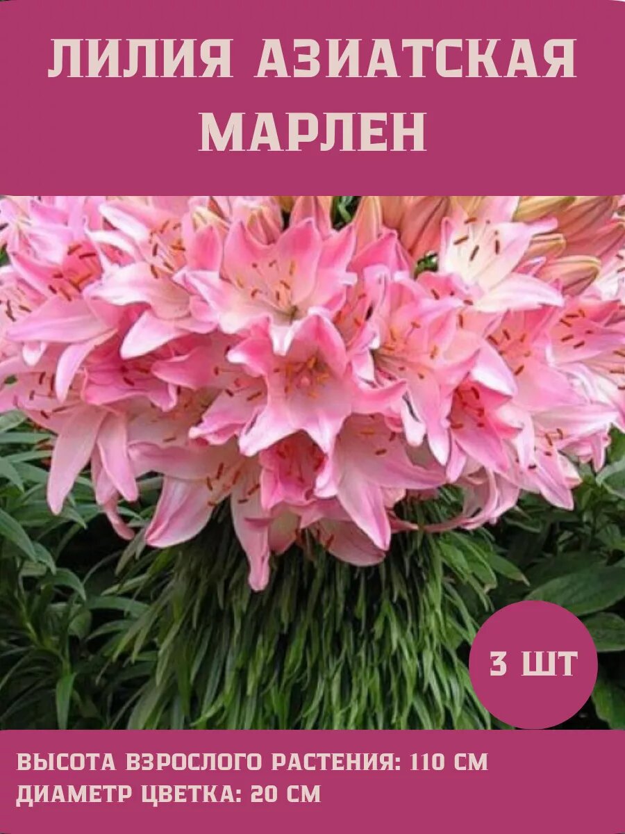 Лилия Азиатская Марлен